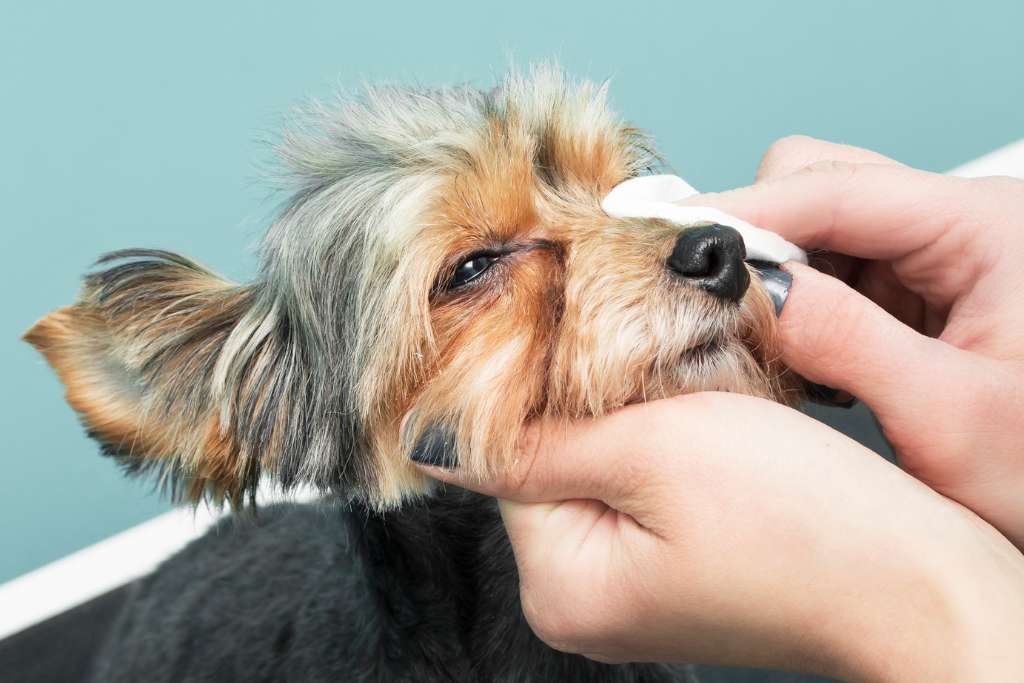 The Unique Relationship Between Humans and Dogs - Good Dog People™