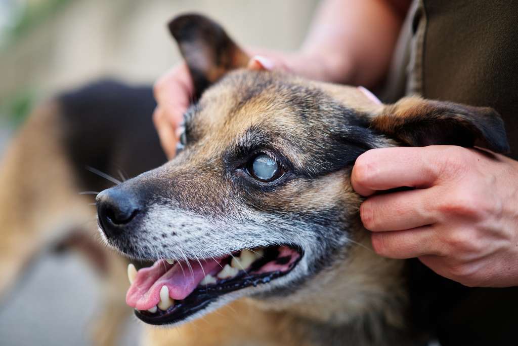 Canine Cataracts: How to Manage Them Naturally - Good Dog People™