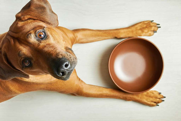 Dog Bowl: Materials, Sizes, Shapes, and Designs Explained - Good Dog ...