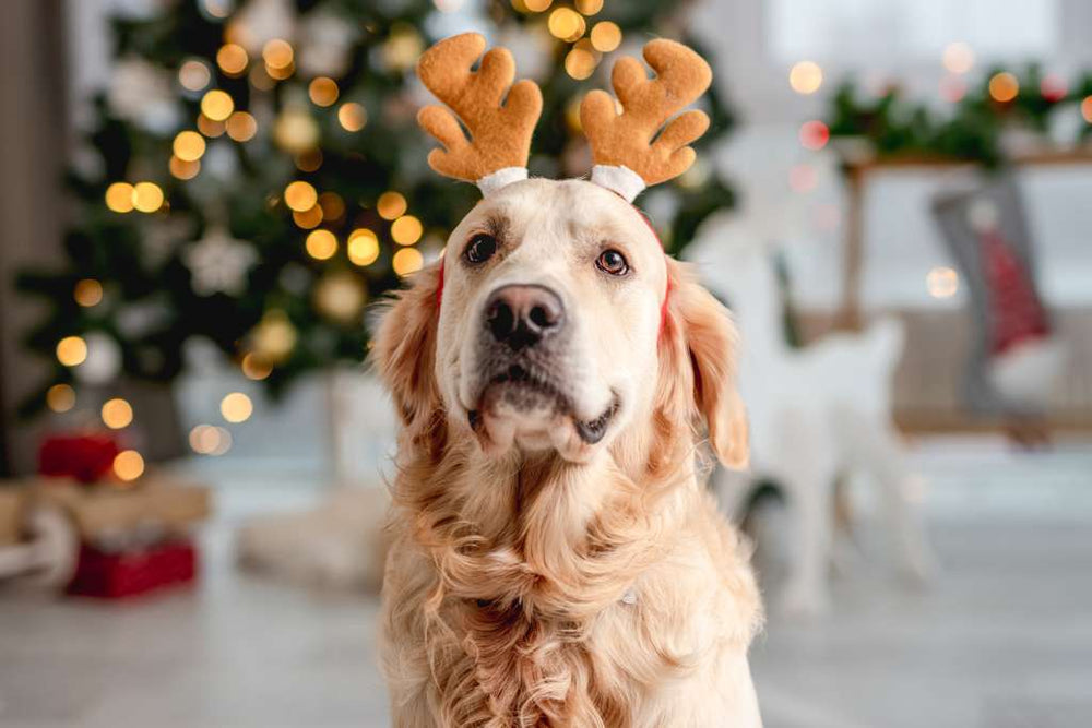 GOOD DOG CLUB REWARDS