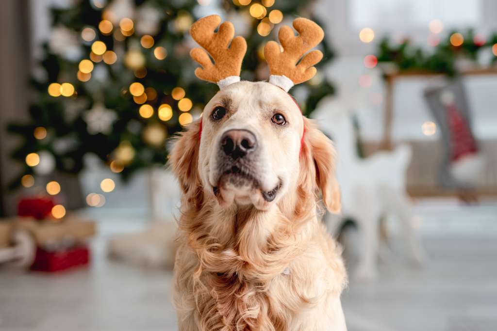 GOOD DOG CLUB REWARDS