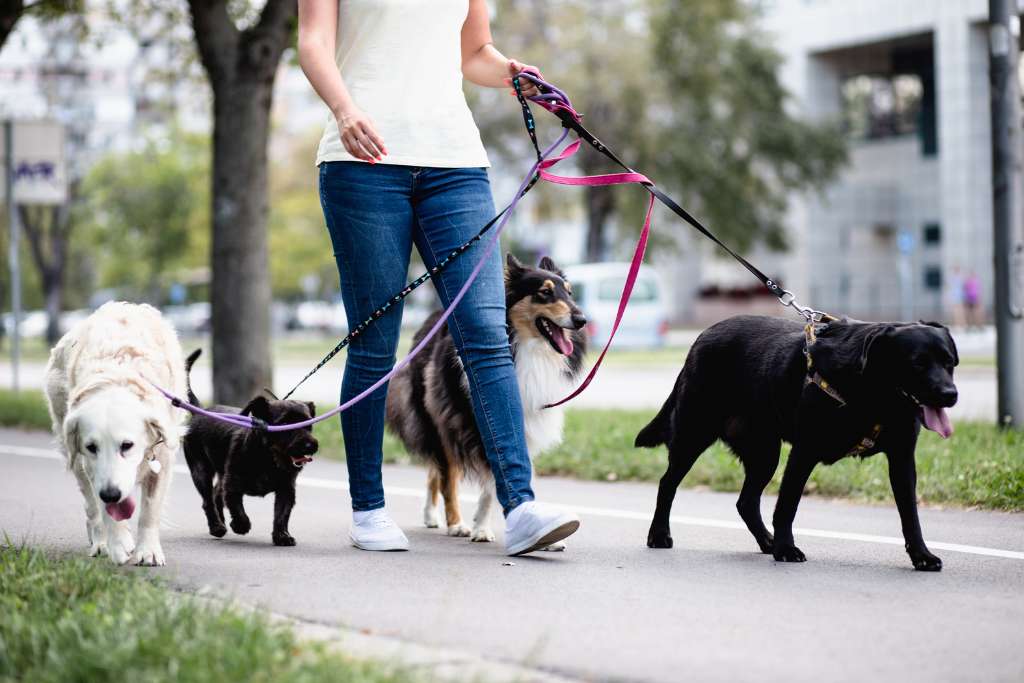 5 Main Causes of Dogs Misbehaving and How to Correct These Unwanted Be ...