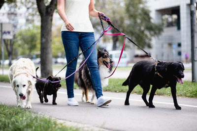 Spotting Muscle Loss in Dogs: A Guide to Muscle Condition Scoring ...