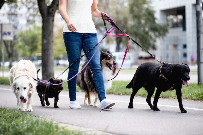 Spotting Muscle Loss in Dogs: A Guide to Muscle Condition Scoring ...