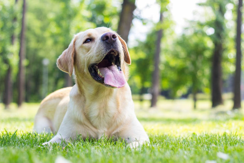 GOOD DOG CLUB REWARDS