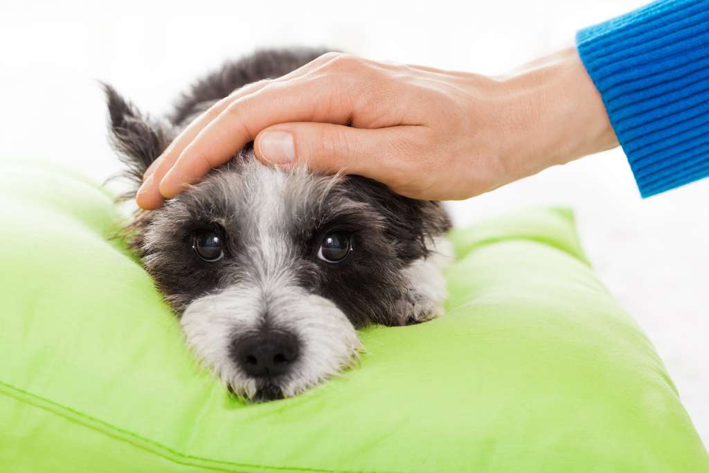 Spotting Muscle Loss in Dogs: A Guide to Muscle Condition Scoring ...