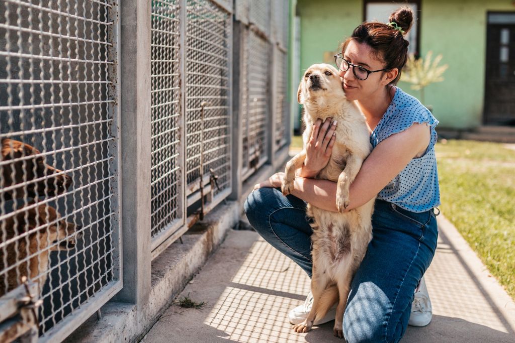 Building Confidence in Rescue Dogs - Good Dog People™