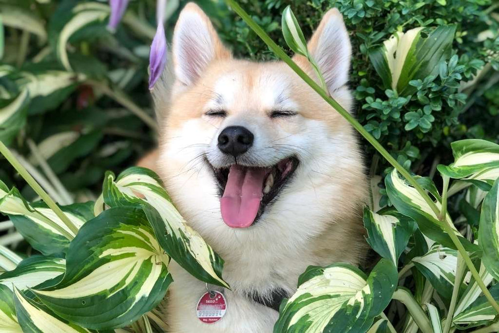 Signs of an Extremely Happy Pooch - Good Dog People™