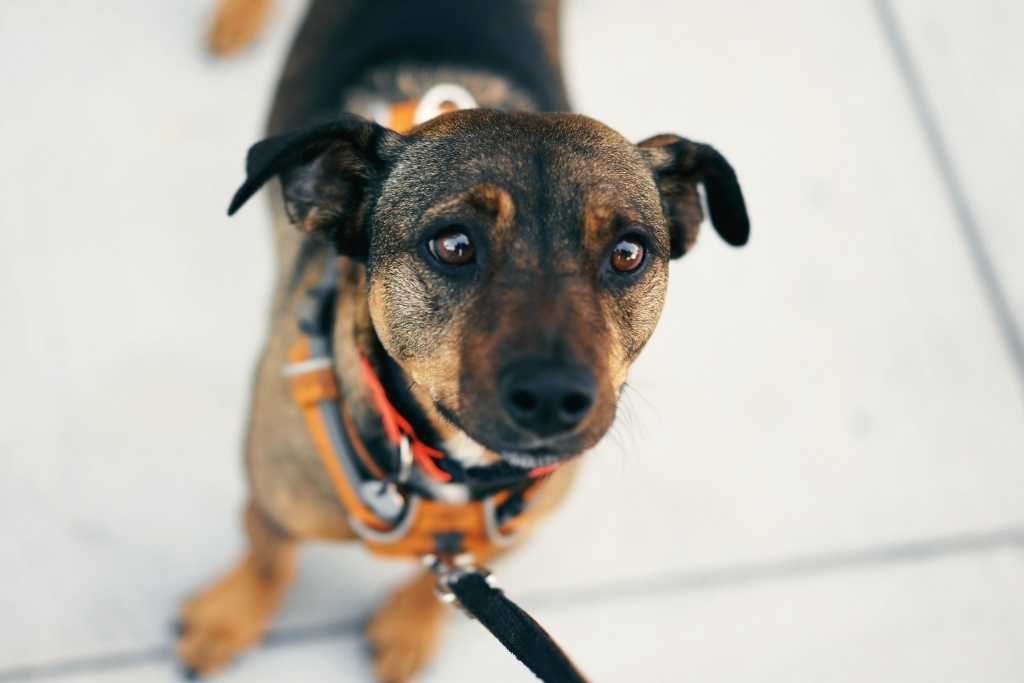 Walk This Way - 6 Tips for Dog Walking! - Good Dog People™