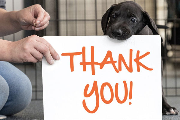 Ways to Say Thank You to Your Dog - Good Dog People™