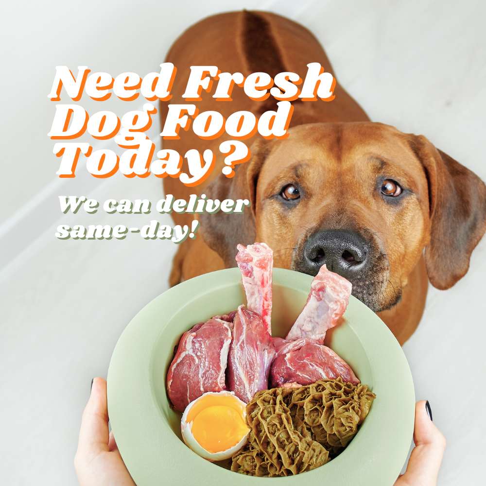 Singapore's Best Online Pet Shop | Dog Store Online | Good Dog People